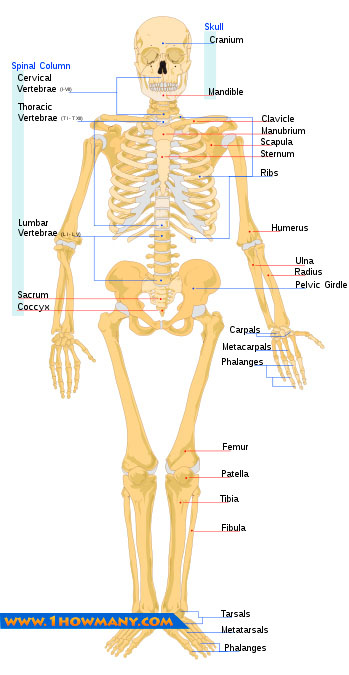 How Many Bones In The Human Body